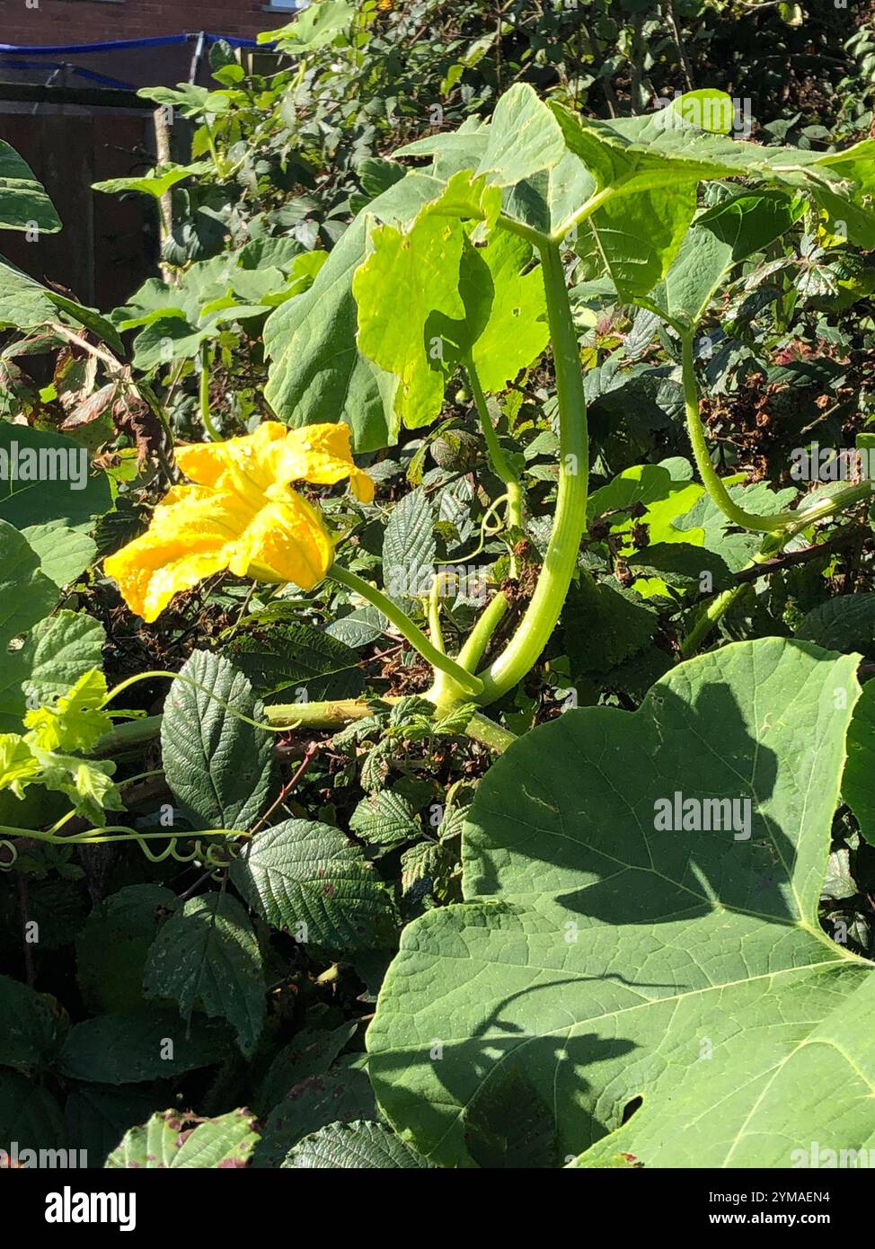 American pumpkin (Cucurbita pepo Stock Photo - Alamy