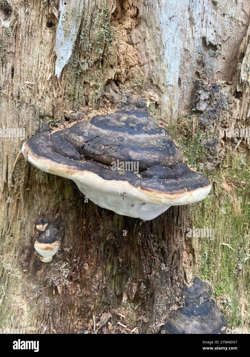 Red-banded Conks (Fomitopsis pinicola Stock Photo - Alamy
