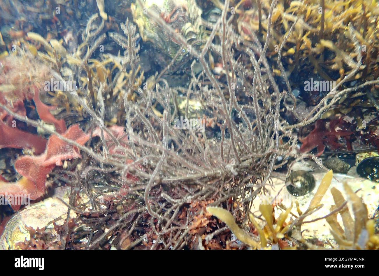 red algae (Rhodophyta Stock Photo - Alamy