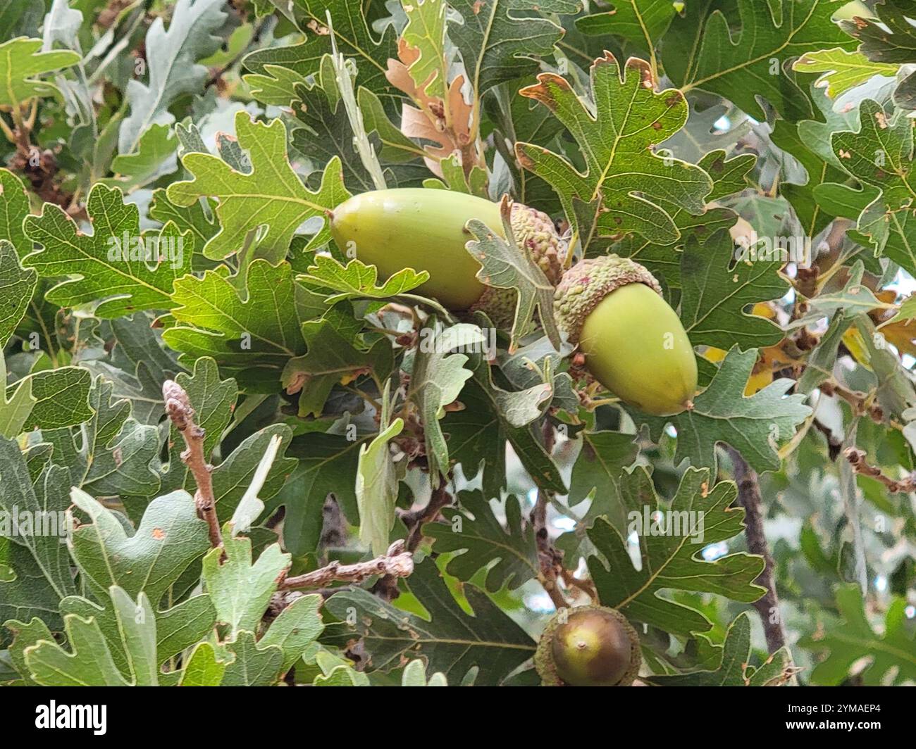 valley oak (Quercus lobata Stock Photo - Alamy