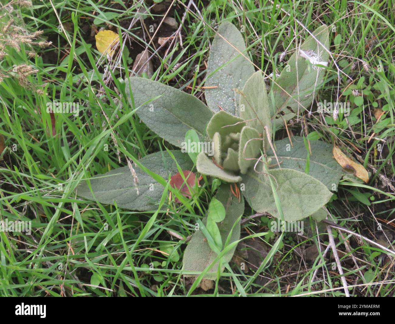 great mullein (Verbascum thapsus Stock Photo - Alamy