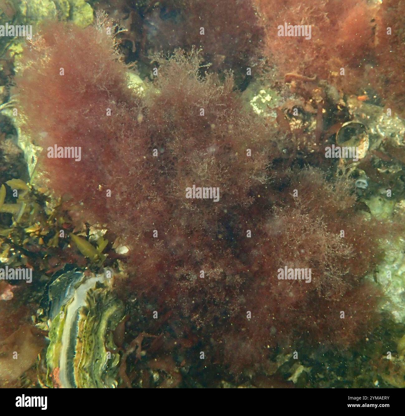 red algae (Rhodophyta Stock Photo - Alamy