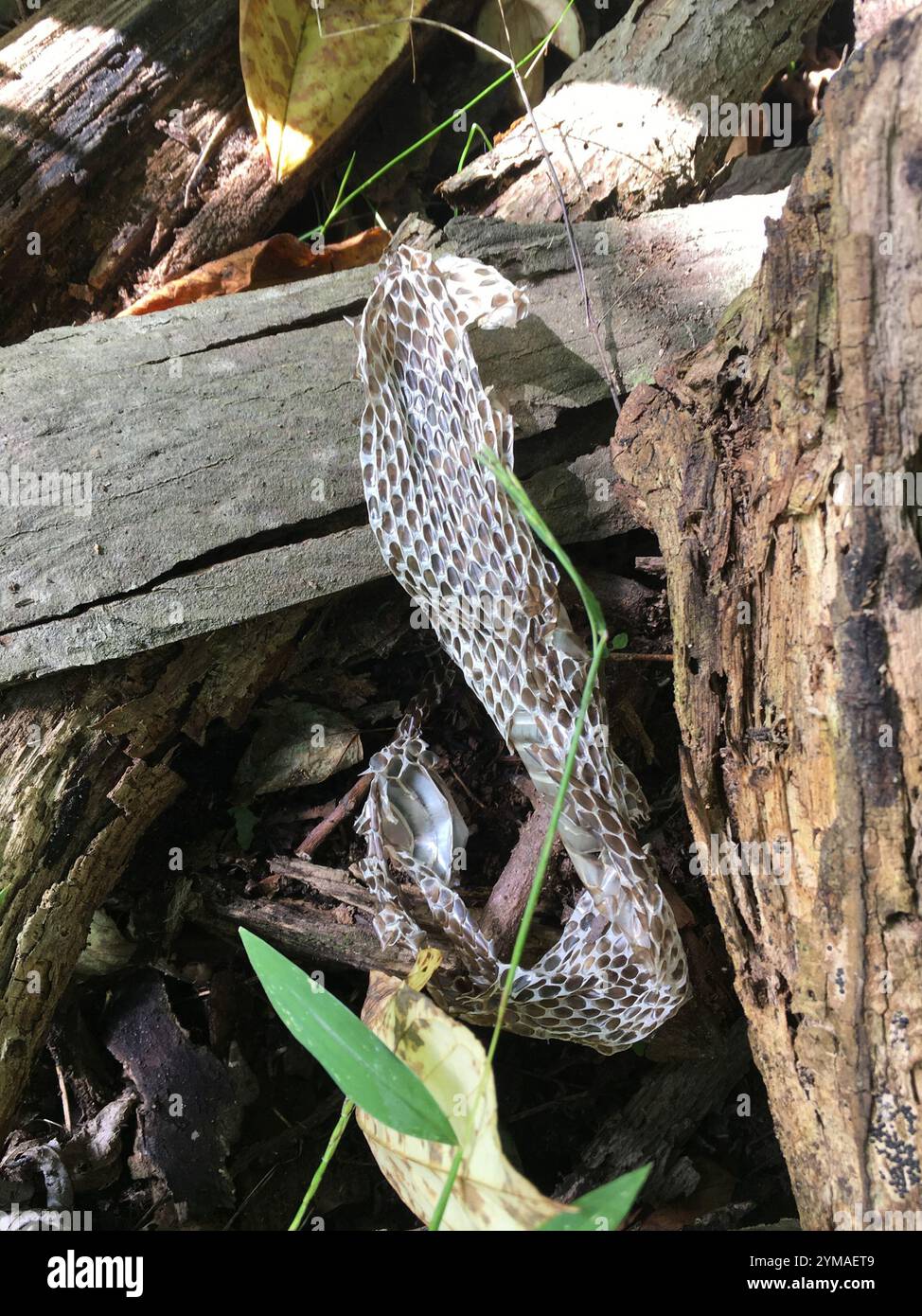 Colubrine Snakes (Colubrinae Stock Photo - Alamy