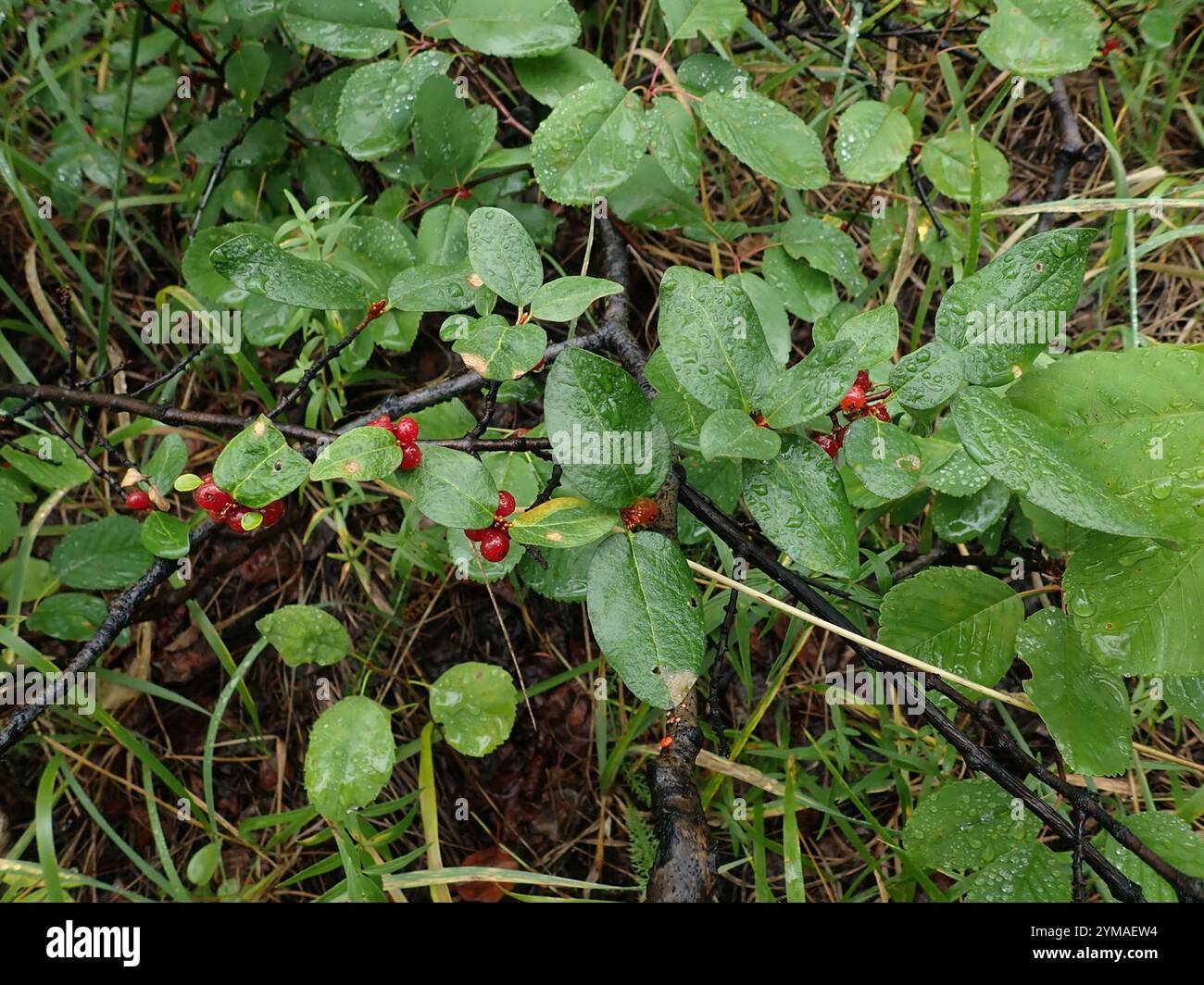 Canadian buffalo-berry (Shepherdia canadensis Stock Photo - Alamy