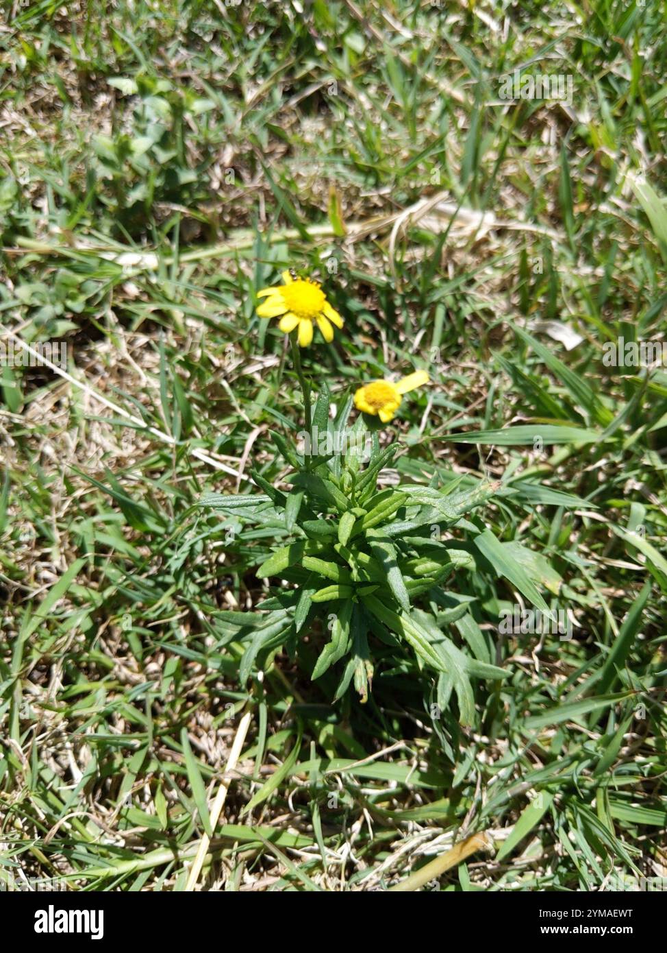 Senecio madagascariensis hi-res stock photography and images - Alamy