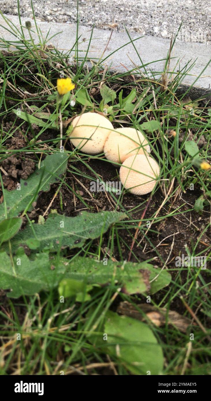 Meadow Puffball (Lycoperdon pratense Stock Photo - Alamy