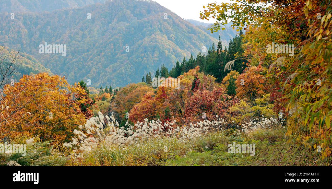 Forest in Japan during autumn season Stock Photo - Alamy