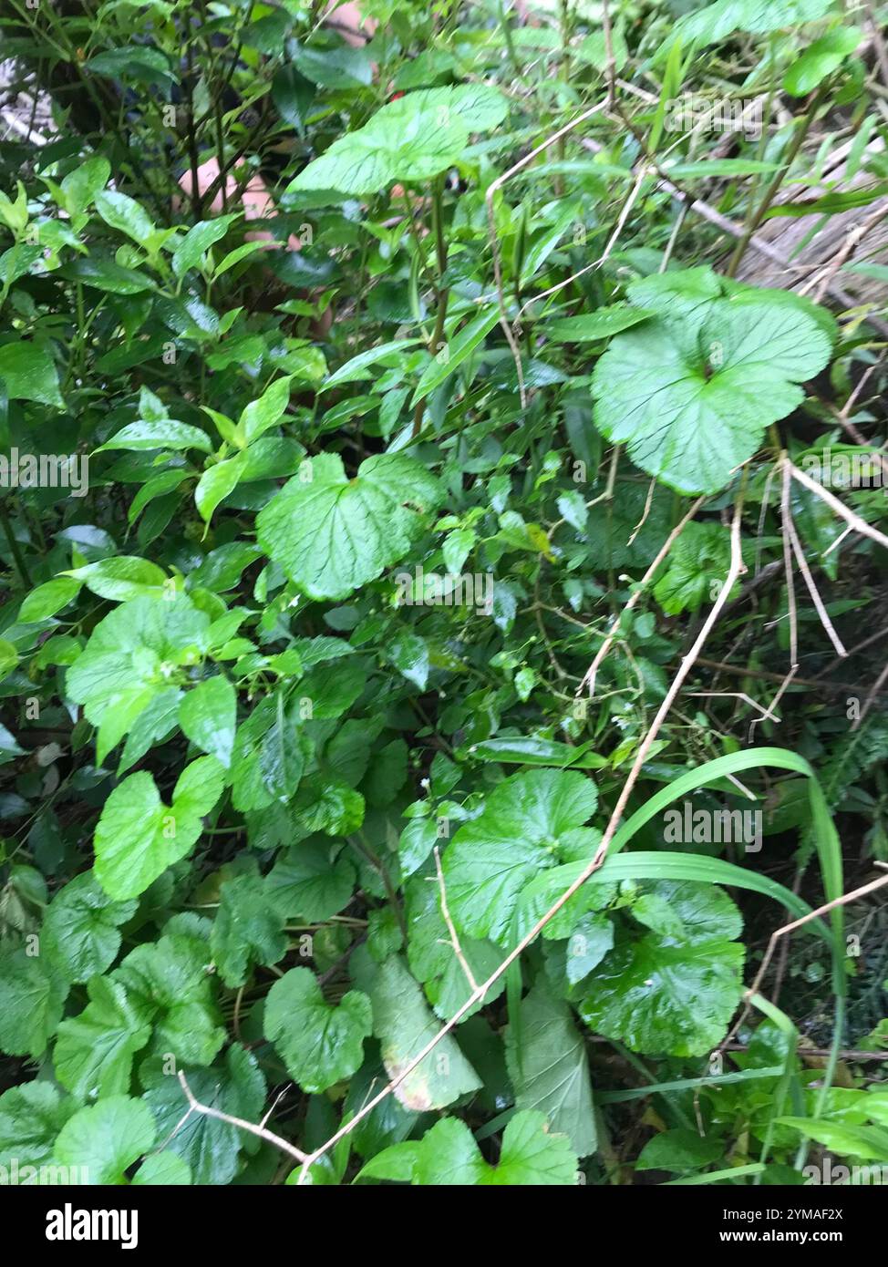 Pelargonium inodorum hi-res stock photography and images - Alamy