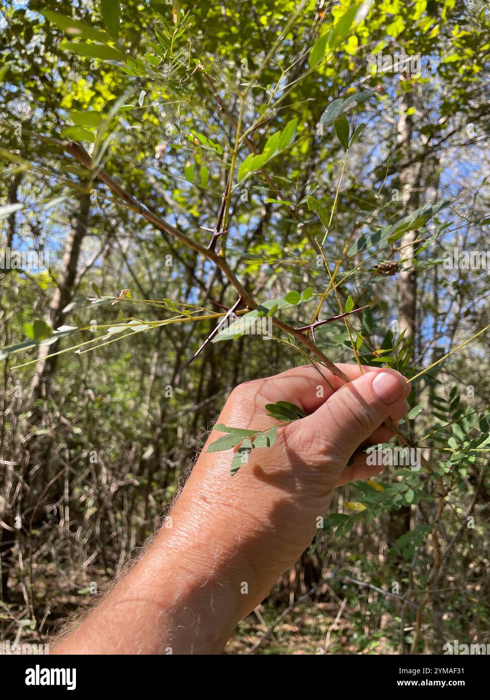 Water locust (Gleditsia aquatica Stock Photo - Alamy