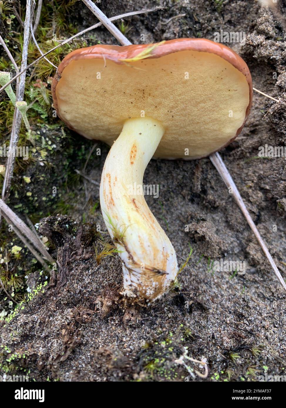 Short-stalked Suillus (Suillus brevipes Stock Photo - Alamy