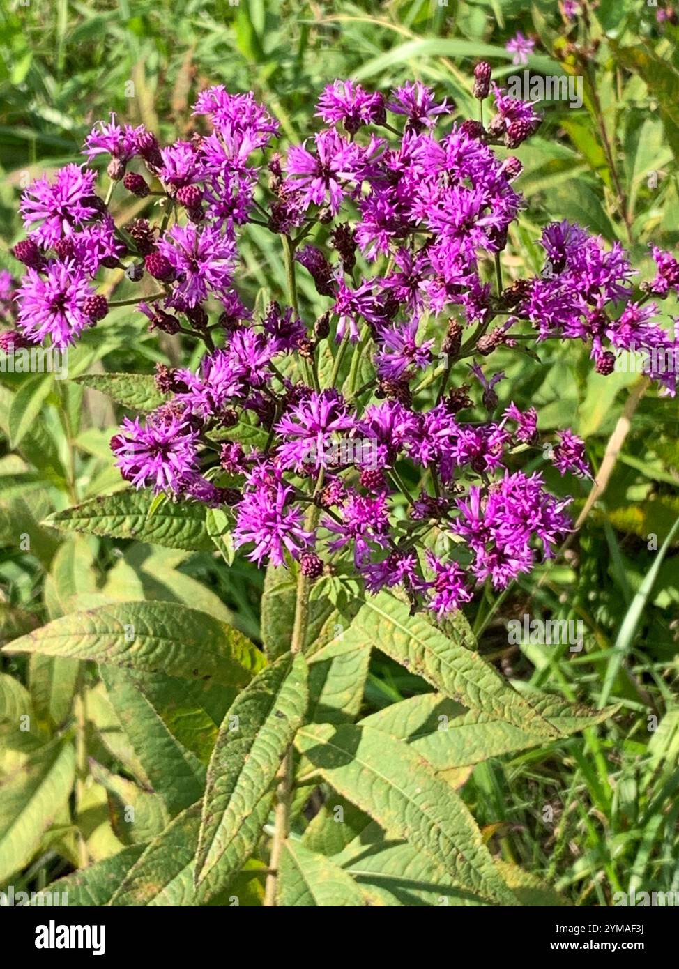 Tall Ironweed (Vernonia gigantea Stock Photo - Alamy