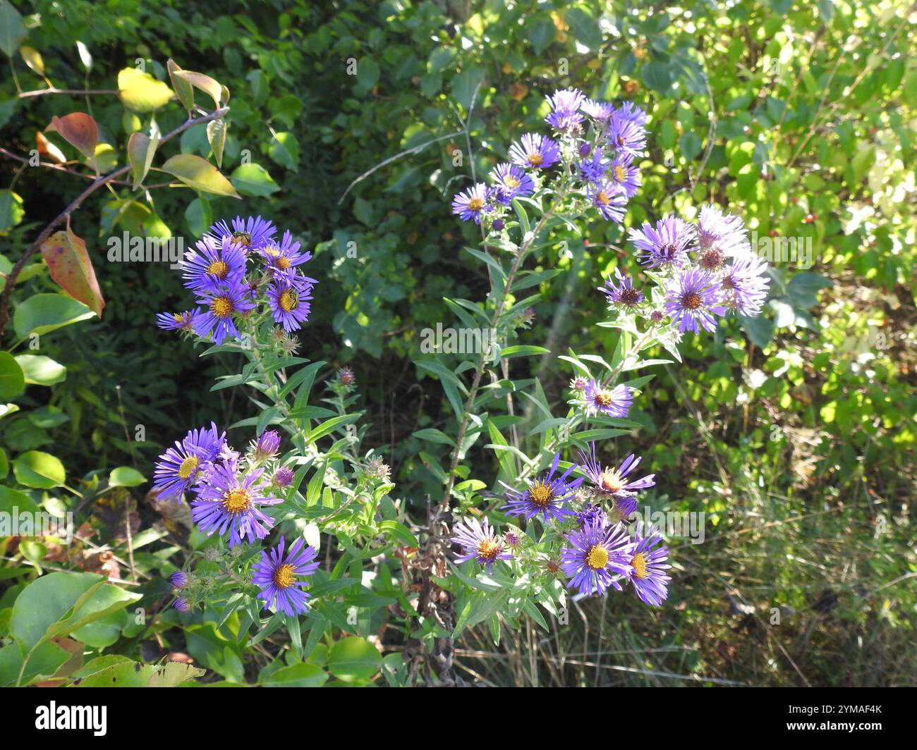 New England aster (Symphyotrichum novae-angliae Stock Photo - Alamy