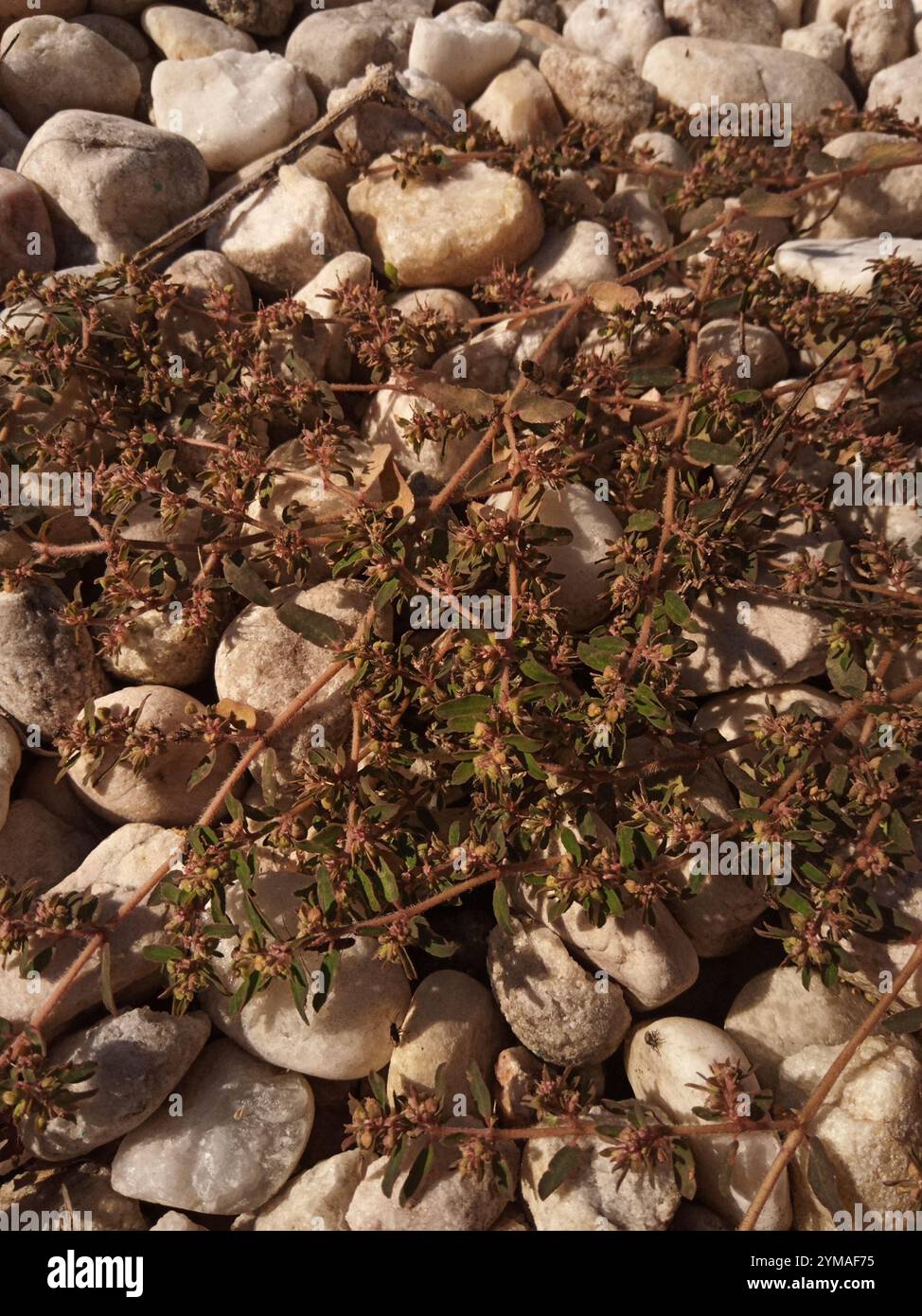 Spotted spurge (Euphorbia maculata Stock Photo - Alamy