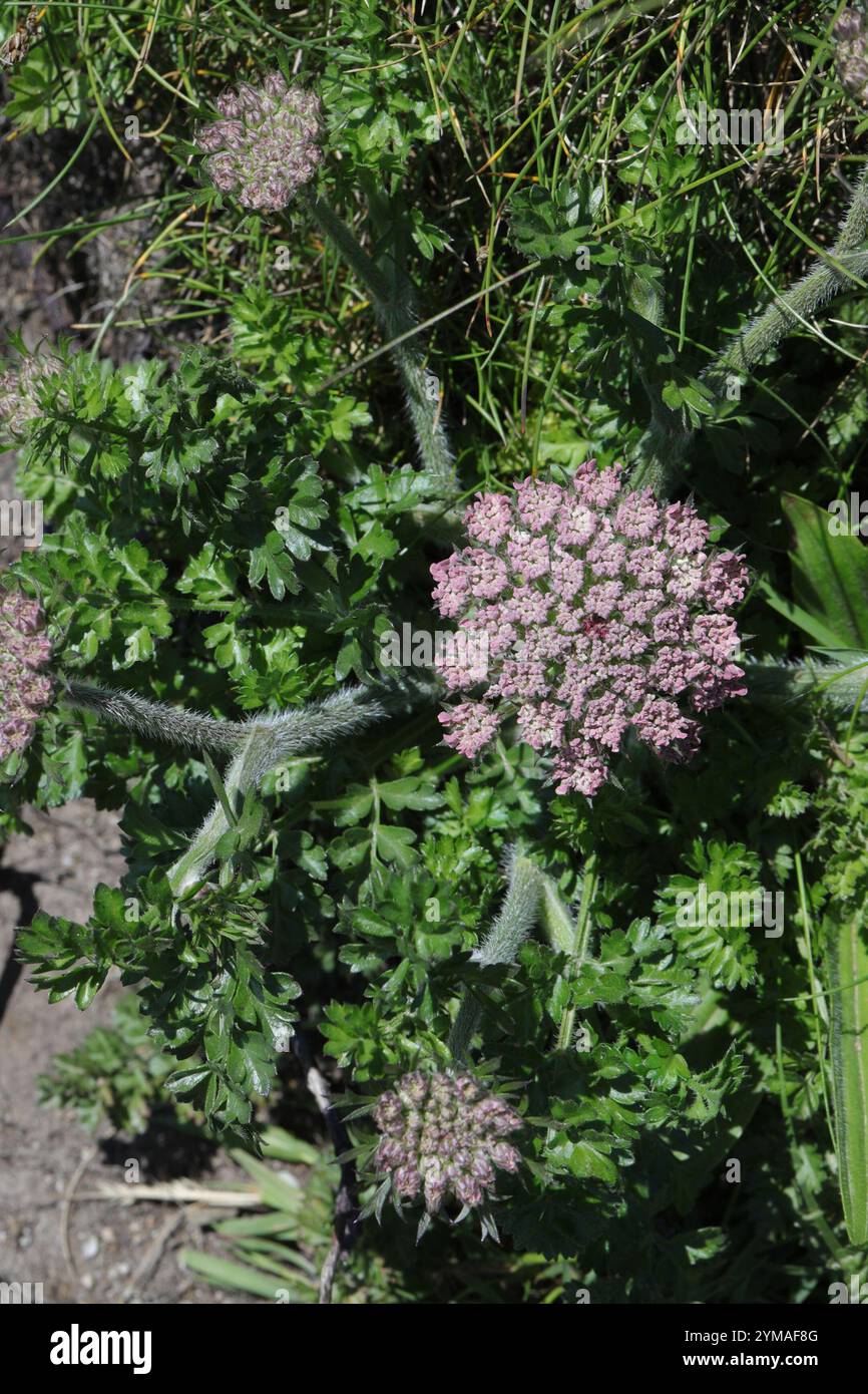 Sea Carrot (Daucus carota gummifer Stock Photo - Alamy