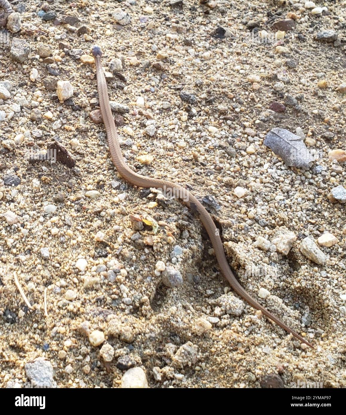 Northern Redbelly Snake (Storeria occipitomaculata occipitomaculata ...