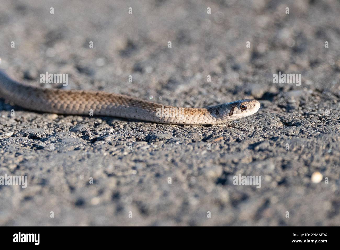 DeKay's Brownsnake (Storeria dekayi Stock Photo - Alamy