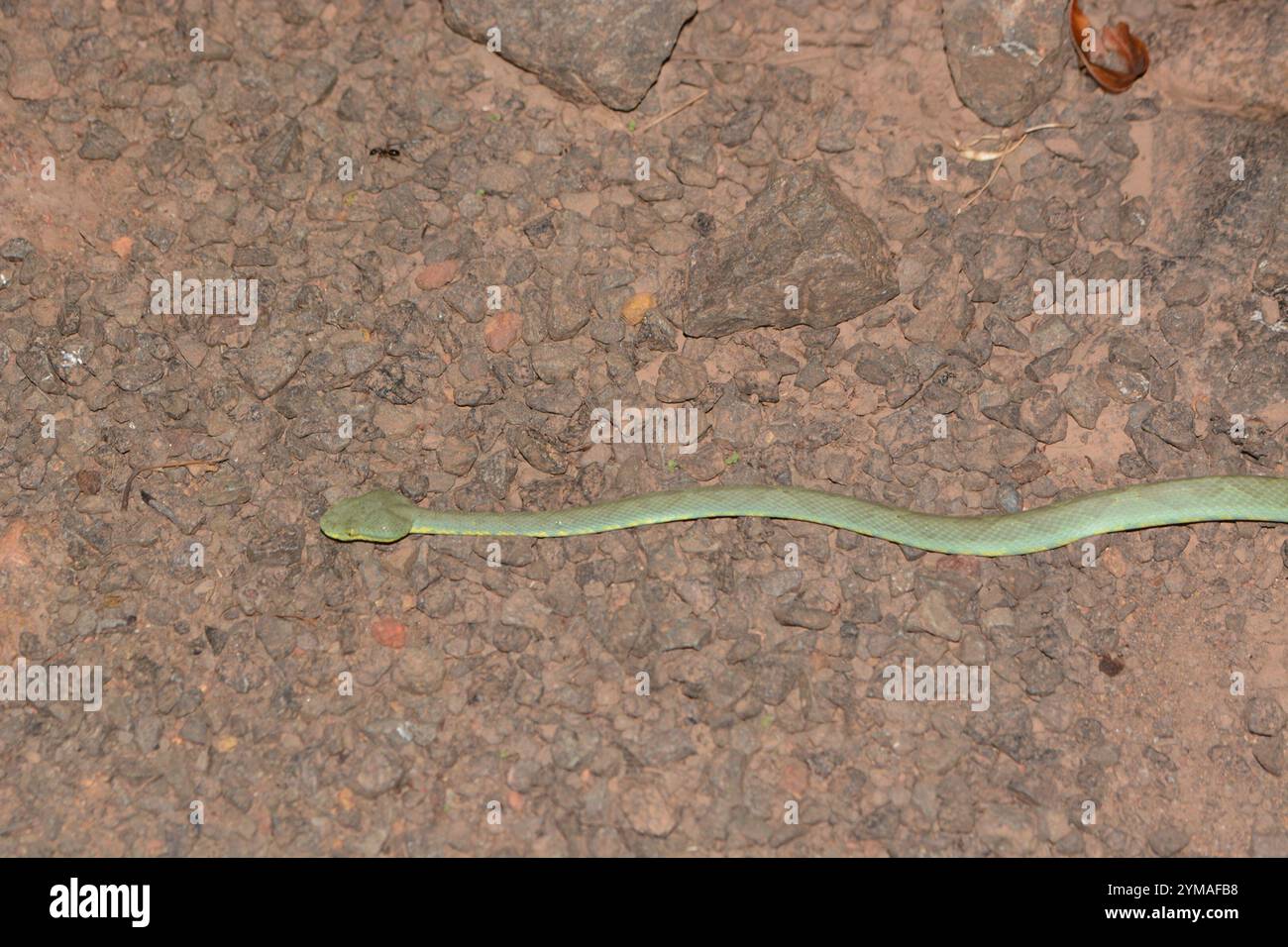 Craspedocephalus hi-res stock photography and images - Alamy