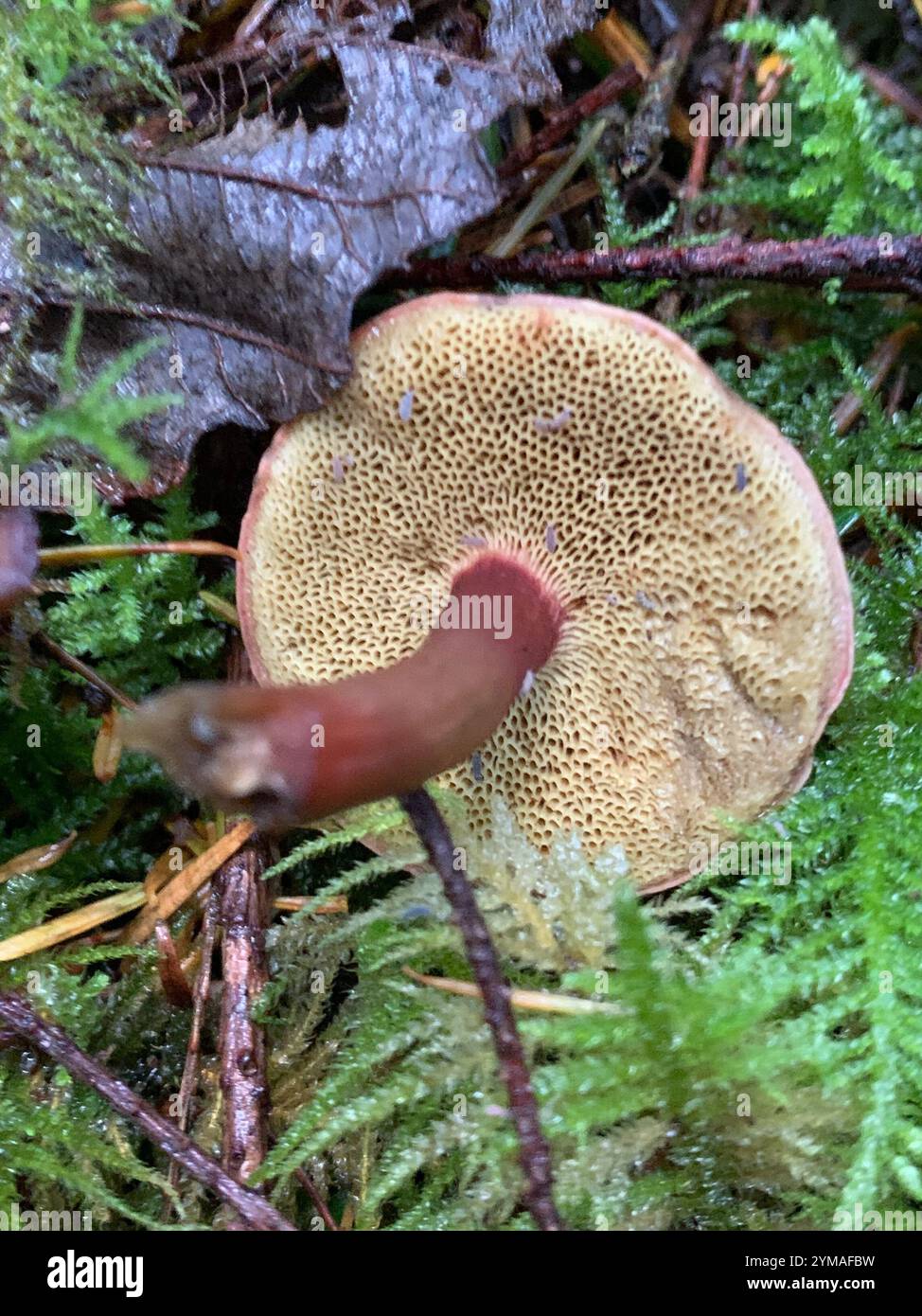Zeller's bolete (Xerocomellus zelleri Stock Photo - Alamy