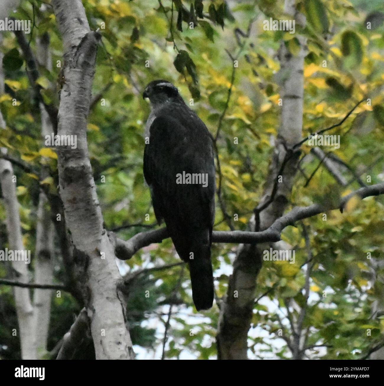 American Goshawk (Astur atricapillus Stock Photo - Alamy