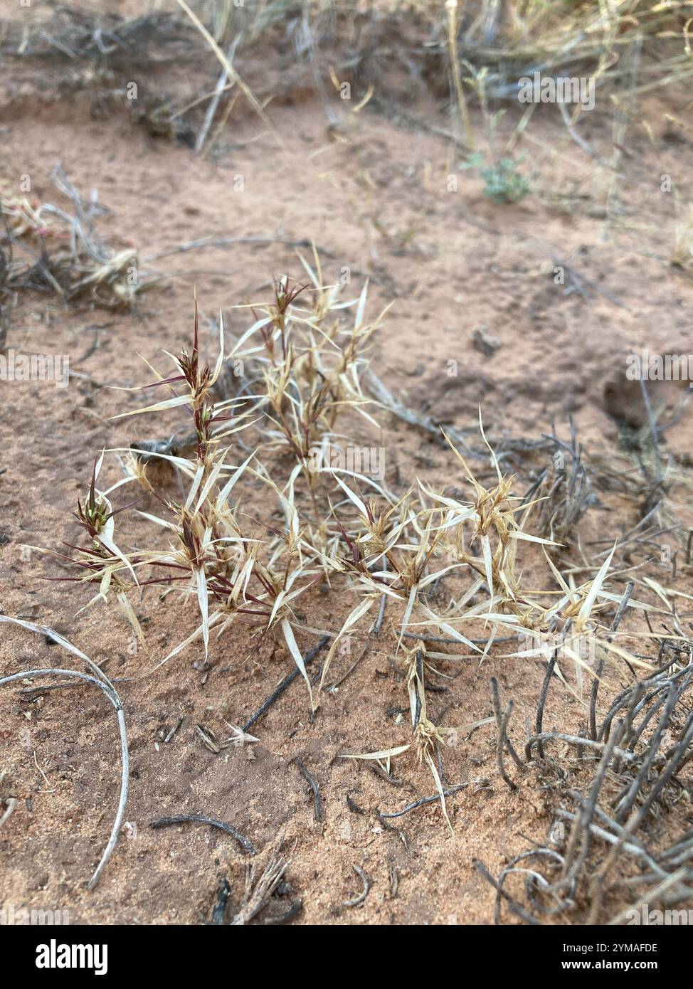 False Buffalograss (Munroa squarrosa Stock Photo - Alamy