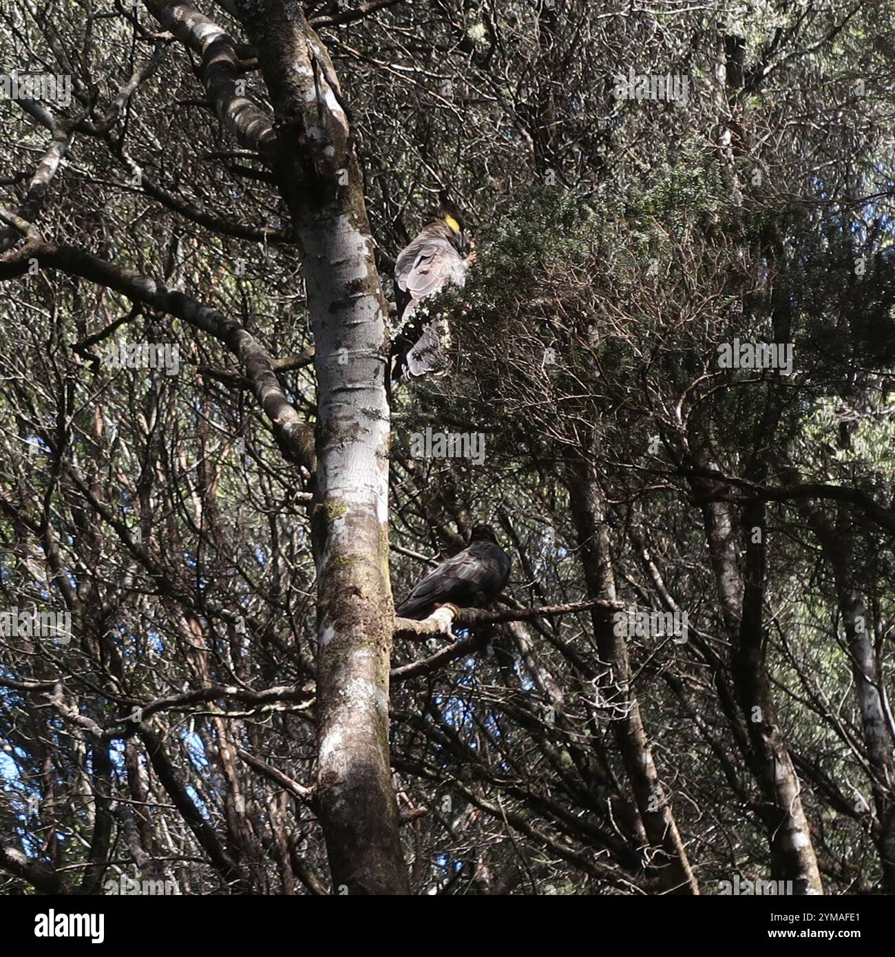 Tasmanian Yellow-tailed Black Cockatoo (Zanda funerea xanthanota Stock ...