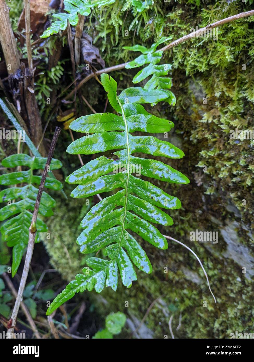 common polypody (Polypodium vulgare Stock Photo - Alamy
