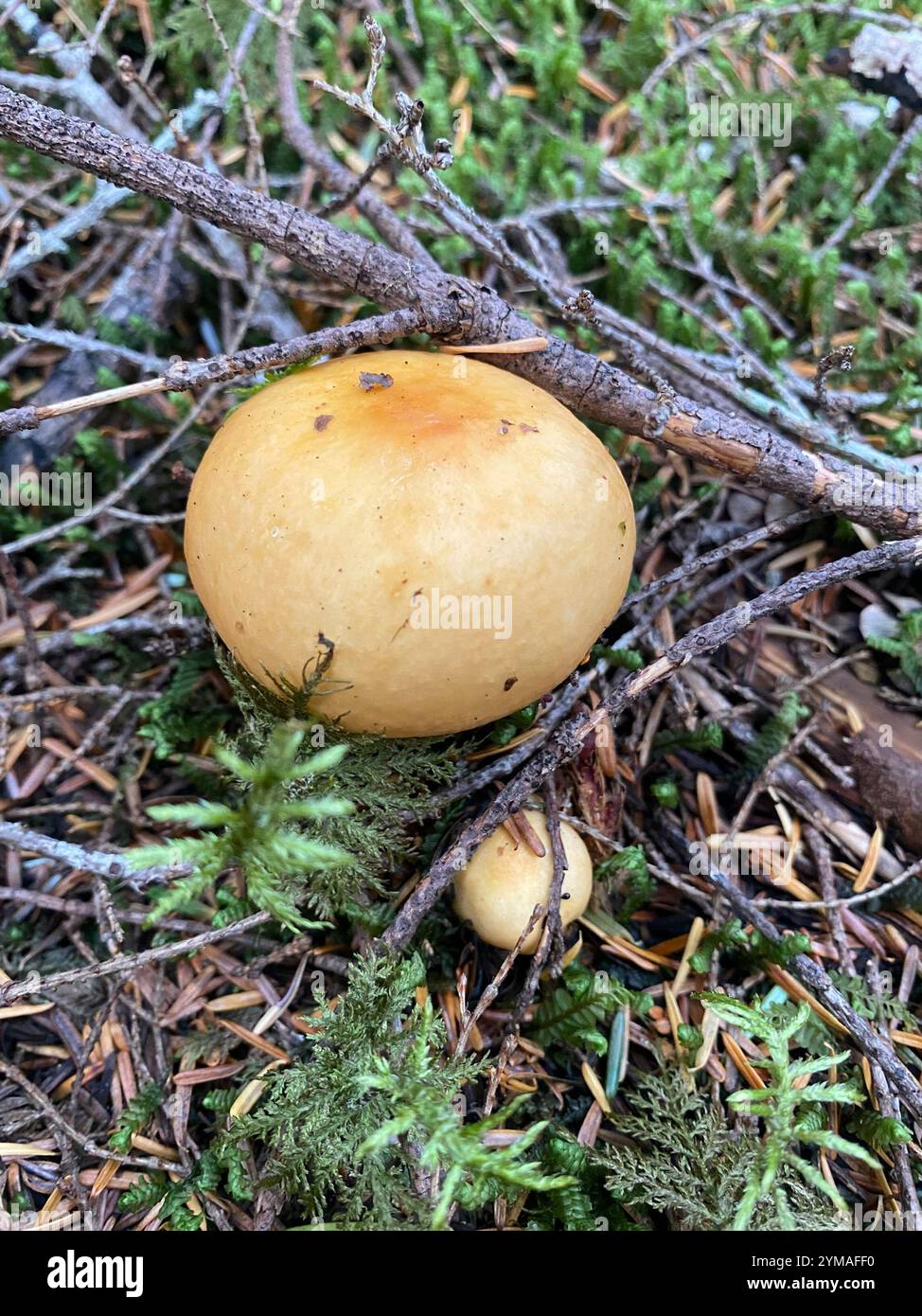 Copper Brittlegill (Russula decolorans Stock Photo - Alamy