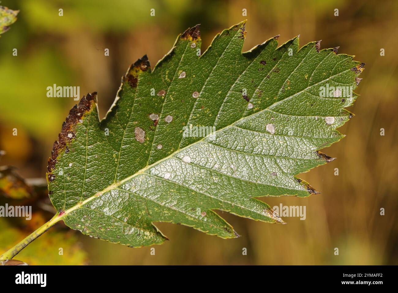 Swedish Whitebeam (Scandosorbus intermedia Stock Photo - Alamy