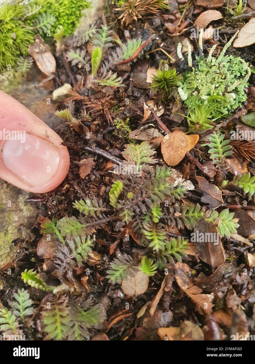 Leptinella (Leptinella squalida Stock Photo - Alamy
