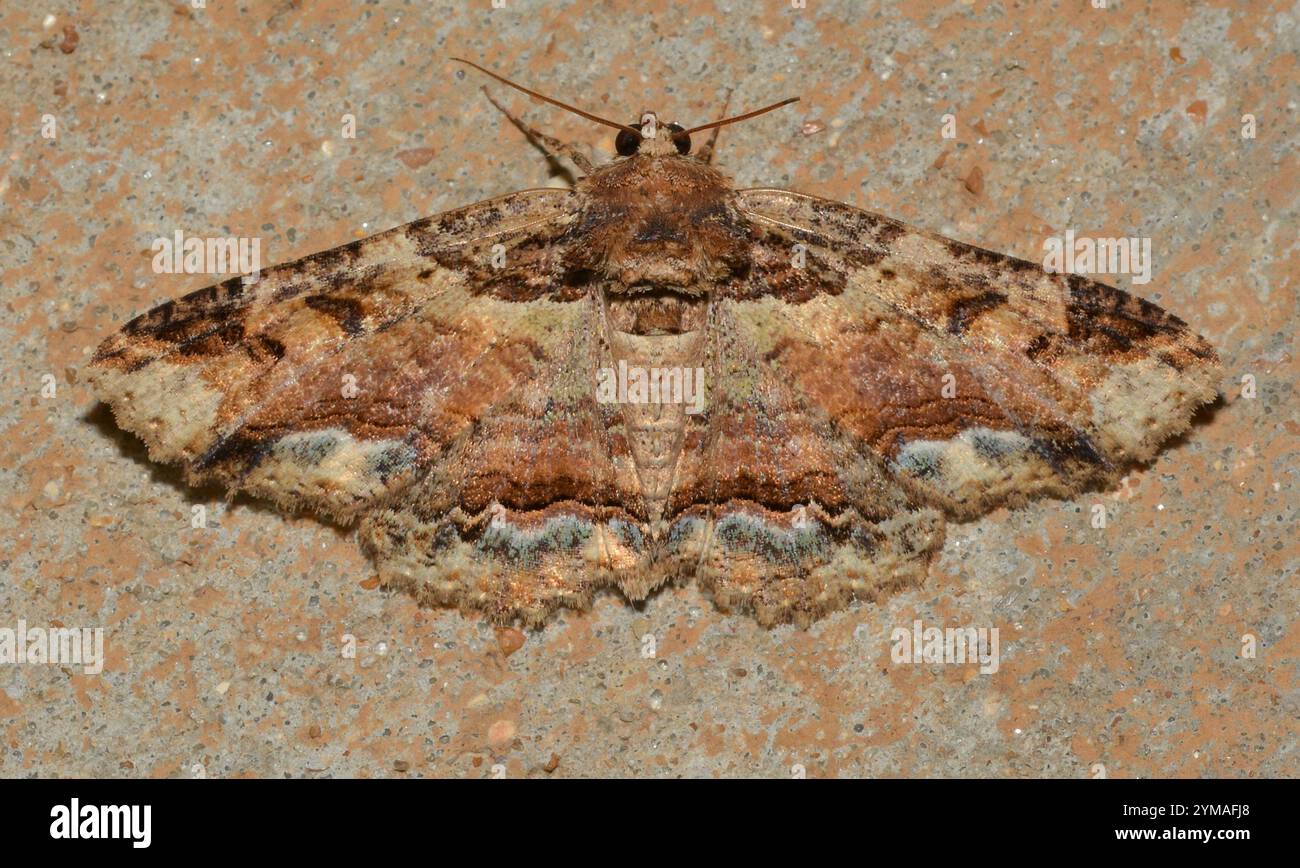 Colorful Zale Moth (Zale minerea Stock Photo - Alamy