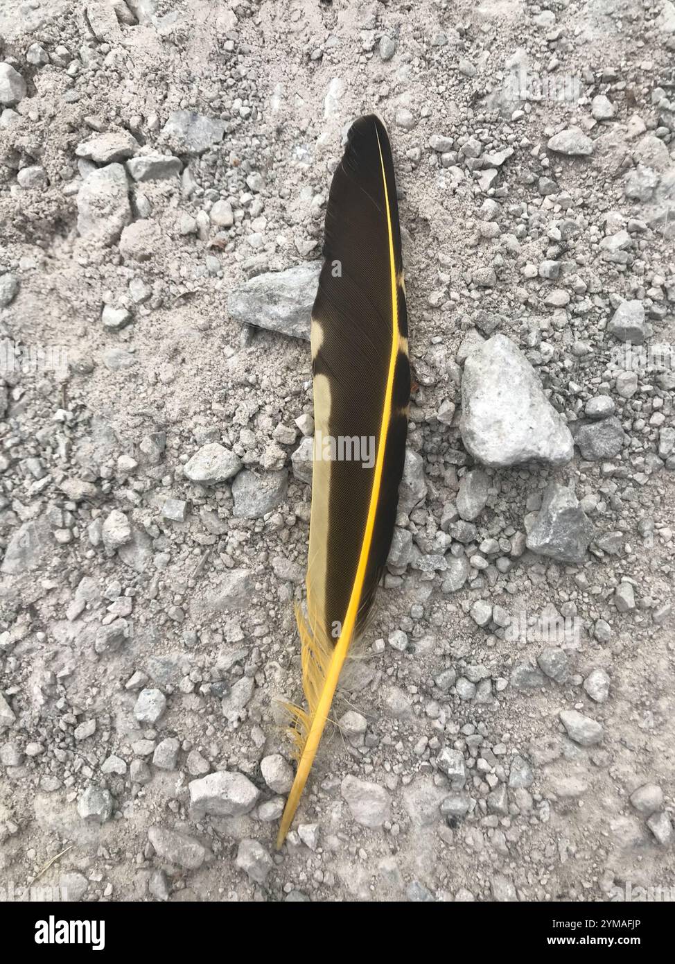 Northern Flicker (Colaptes auratus Stock Photo - Alamy