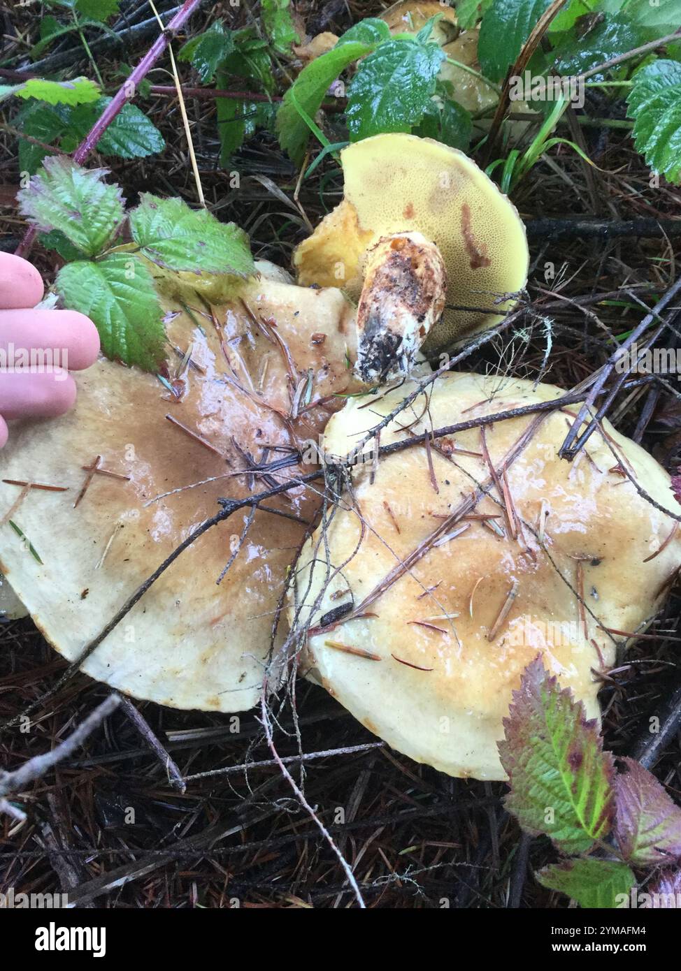 Fat Jack (Suillus caerulescens Stock Photo - Alamy