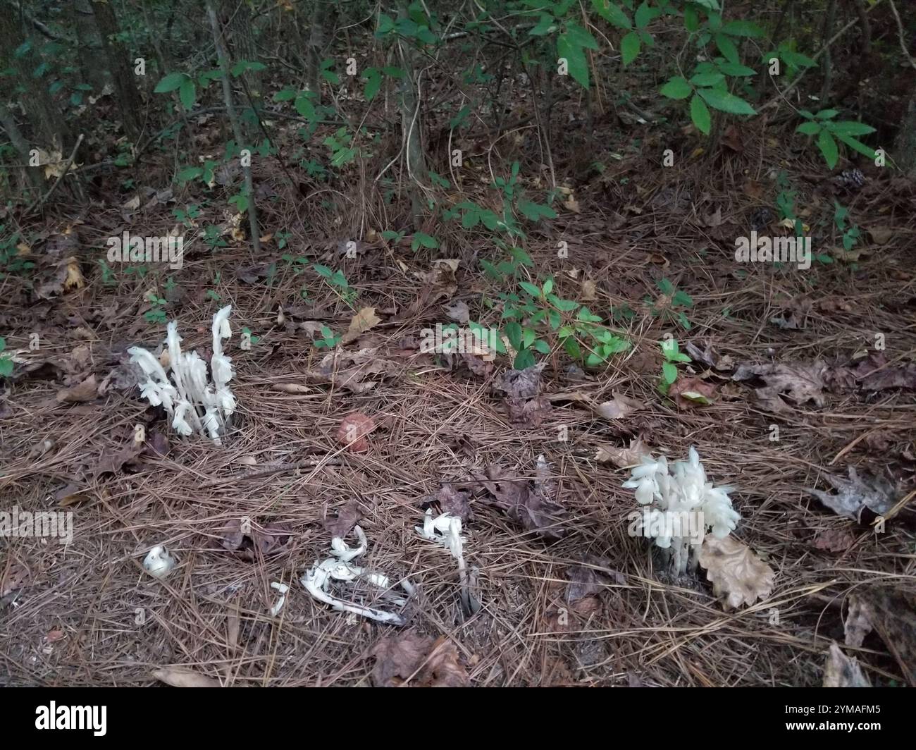 Ghost Pipe (Monotropa uniflora Stock Photo - Alamy