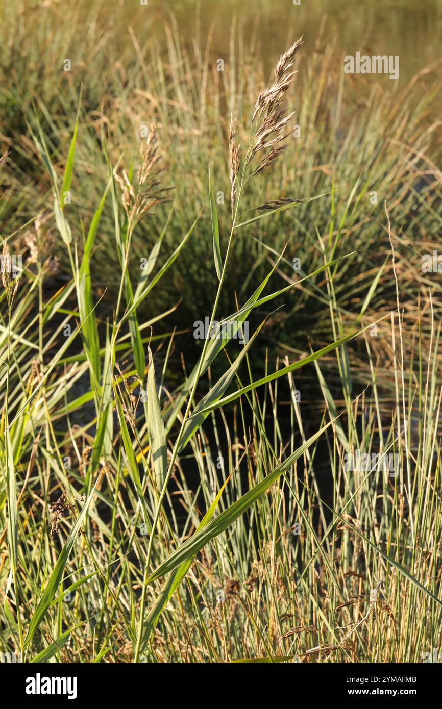 European reed (Phragmites australis australis Stock Photo - Alamy
