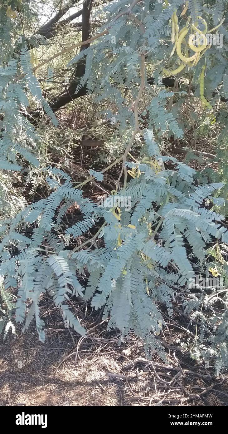 Velvet mesquite hi-res stock photography and images - Alamy