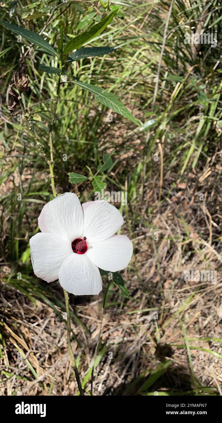 Rosella (Hibiscus heterophyllus Stock Photo - Alamy