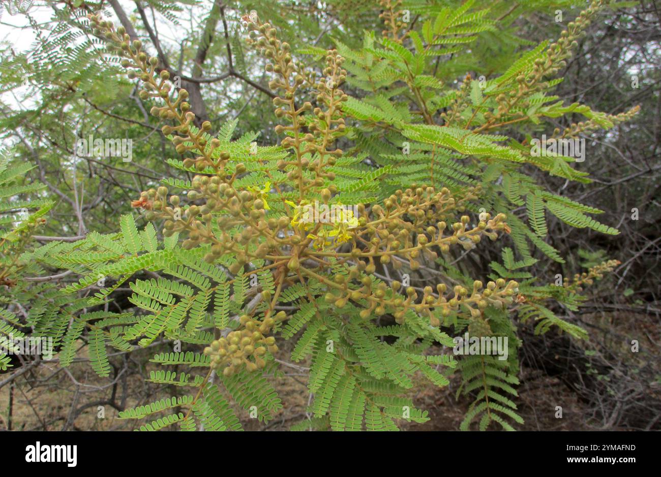 Weeping wattle (Peltophorum africanum Stock Photo - Alamy
