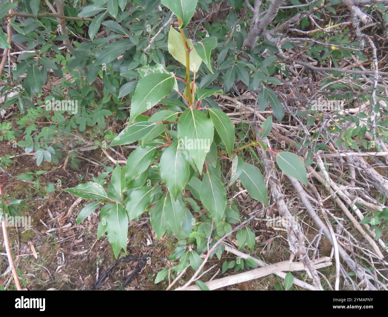 balsam poplar (Populus balsamifera Stock Photo - Alamy