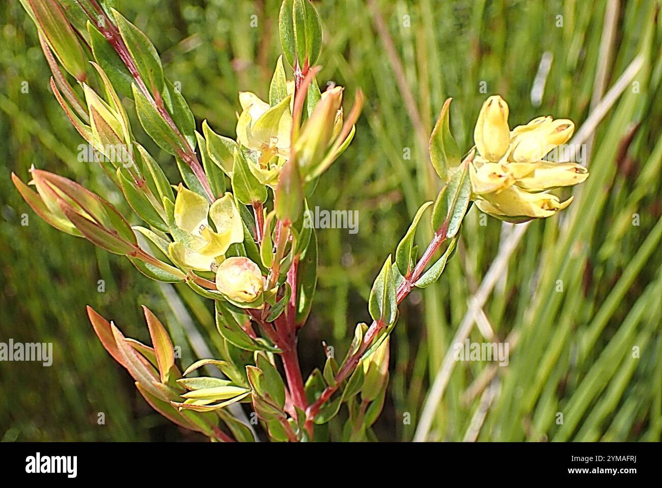 sharptip brickleaf (Penaea acutifolia Stock Photo - Alamy