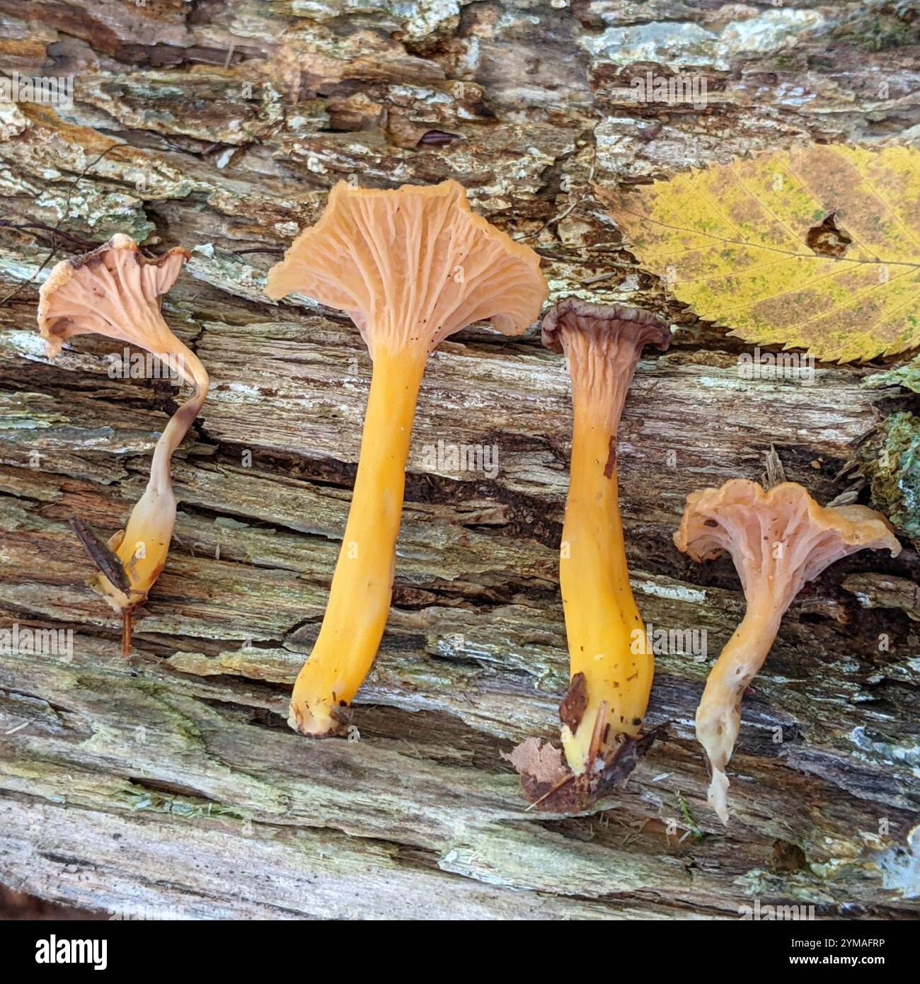 Yellowfoot (Craterellus tubaeformis Stock Photo - Alamy