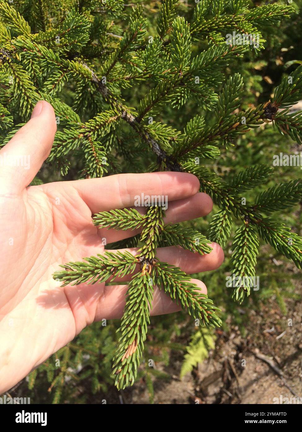 red spruce (Picea rubens Stock Photo - Alamy