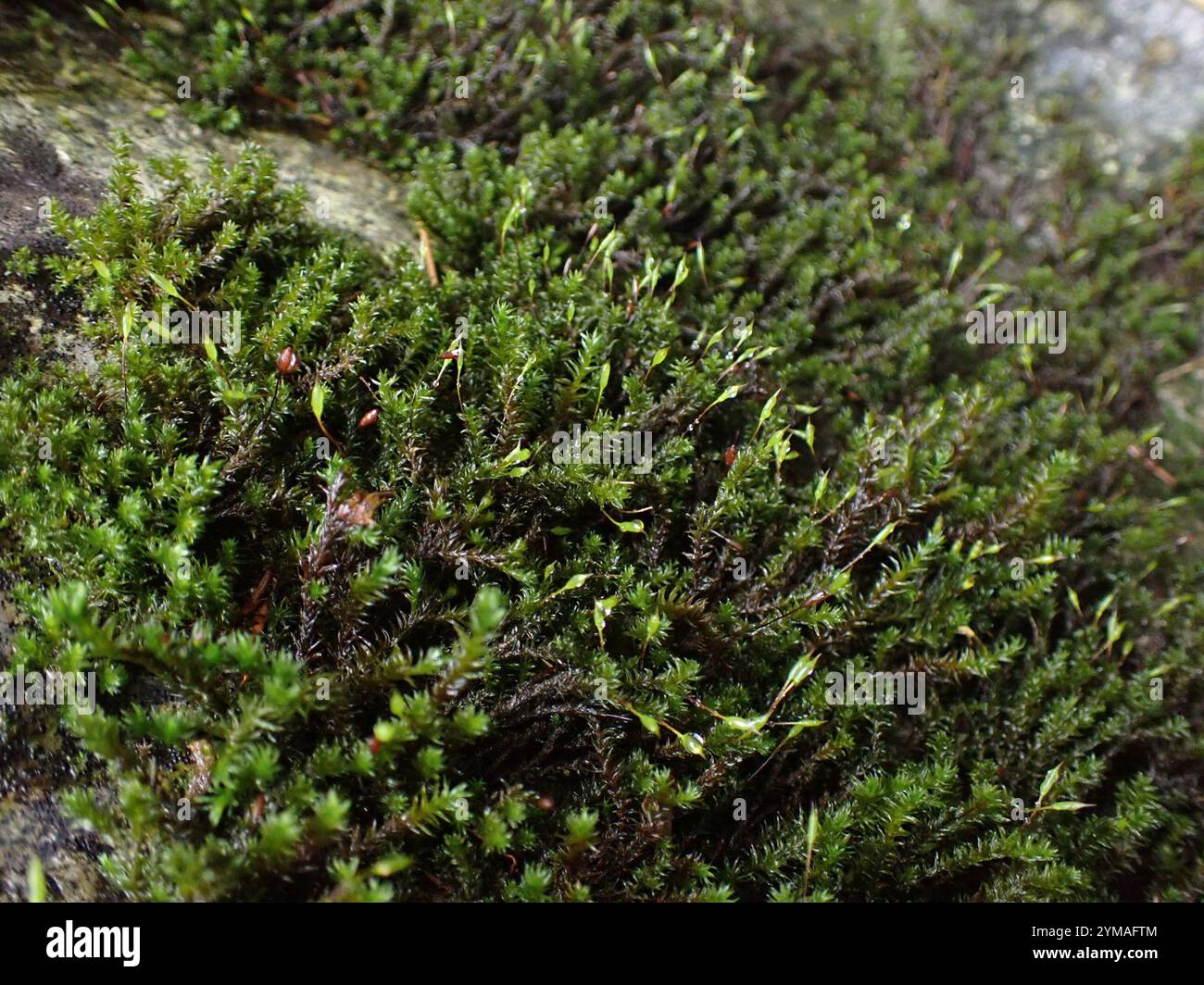 Yellow fringe moss hi-res stock photography and images - Alamy