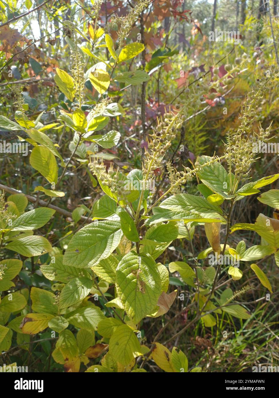 Sweet Pepperbush (Clethra alnifolia Stock Photo - Alamy
