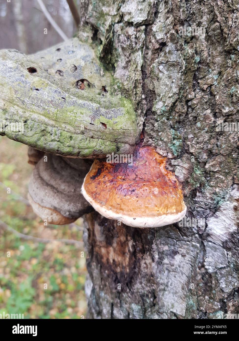 Red-banded Polypore (Fomitopsis pinicola Stock Photo - Alamy