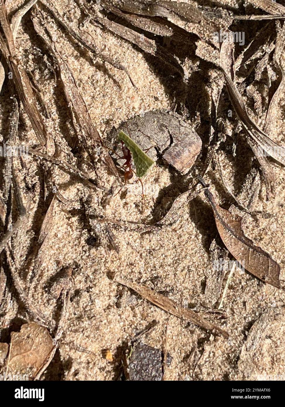 Texas Leafcutter Ant (Atta texana Stock Photo - Alamy