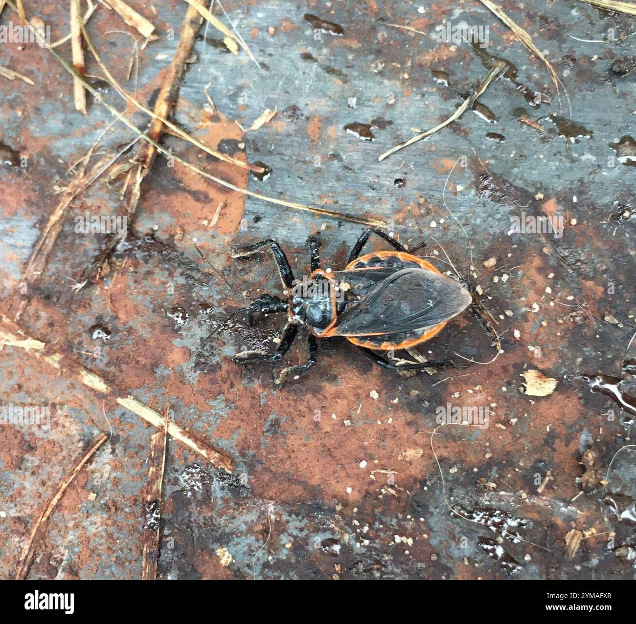 Eastern Bee Assassin (Apiomerus crassipes Stock Photo - Alamy