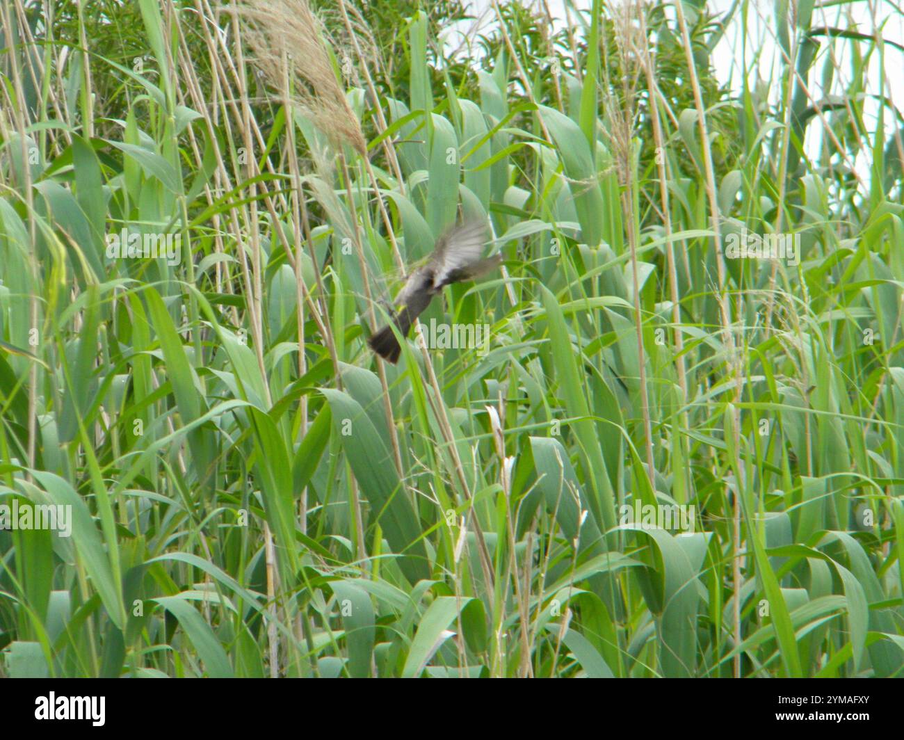 Cape Bulbul (Pycnonotus capensis Stock Photo - Alamy