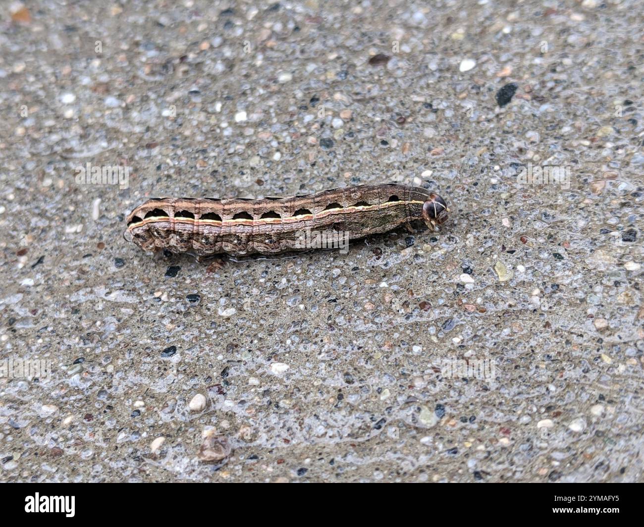 Armyworm Moths (Spodoptera Stock Photo - Alamy