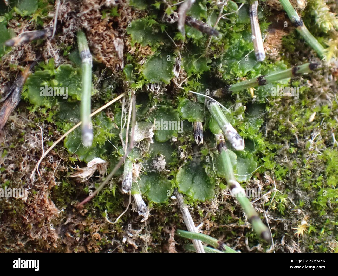 greasewort (Aneura pinguis Stock Photo - Alamy