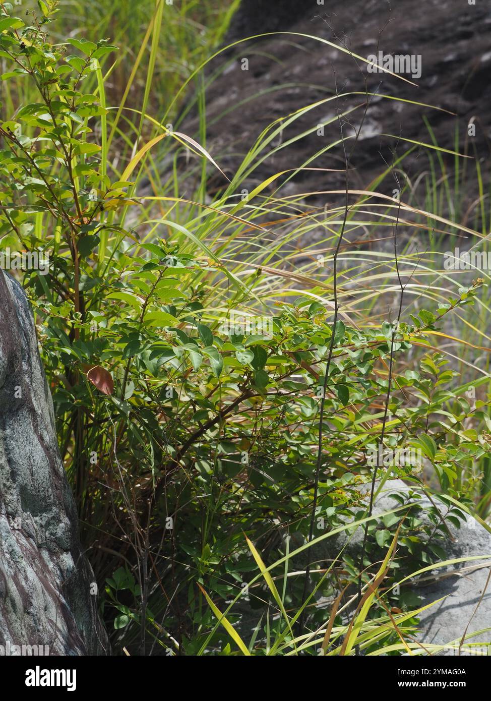 Subcostate Crape Myrtle (Lagerstroemia subcostata Stock Photo - Alamy
